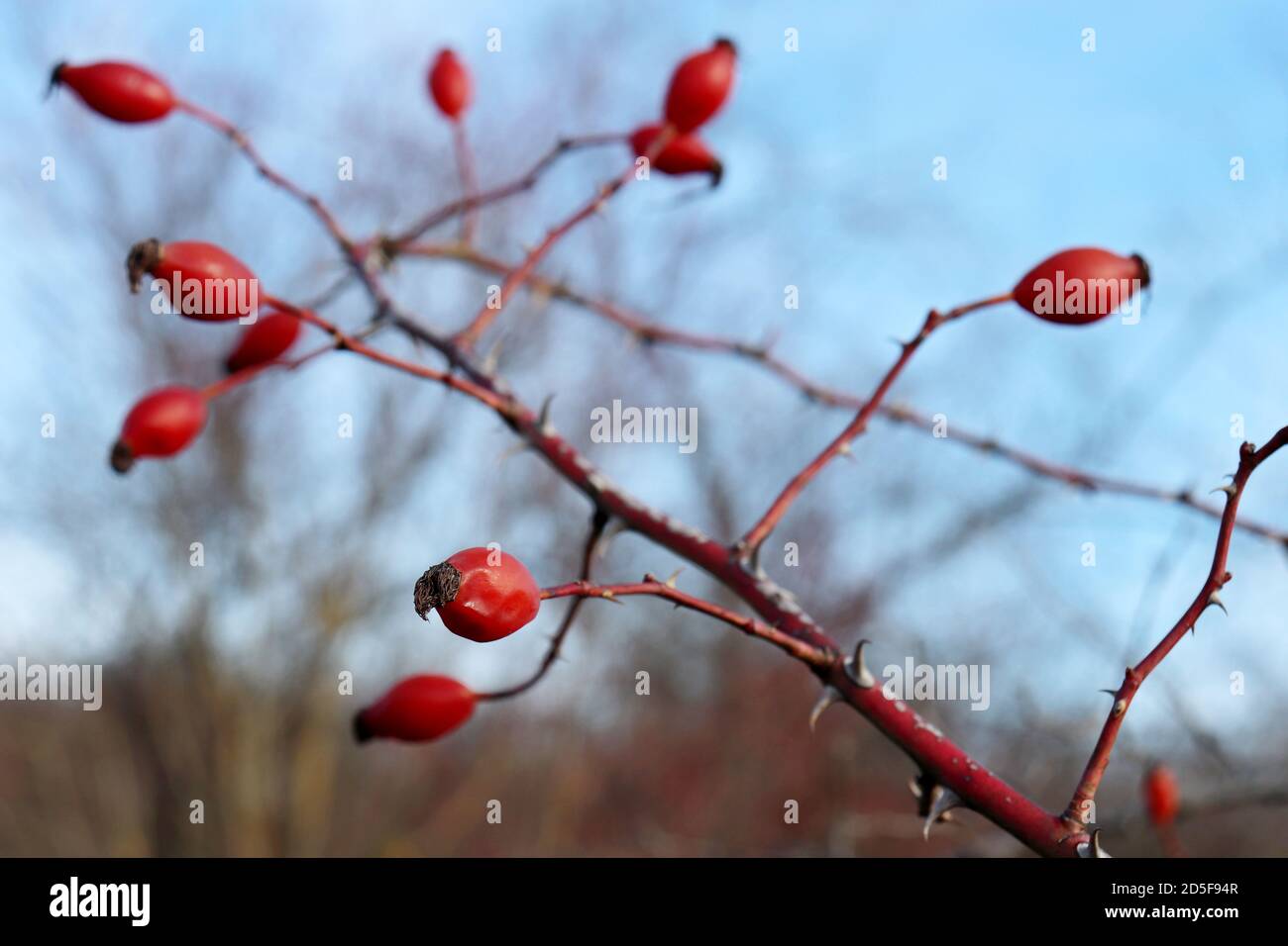 Briar bush hi-res stock photography and images - Alamy