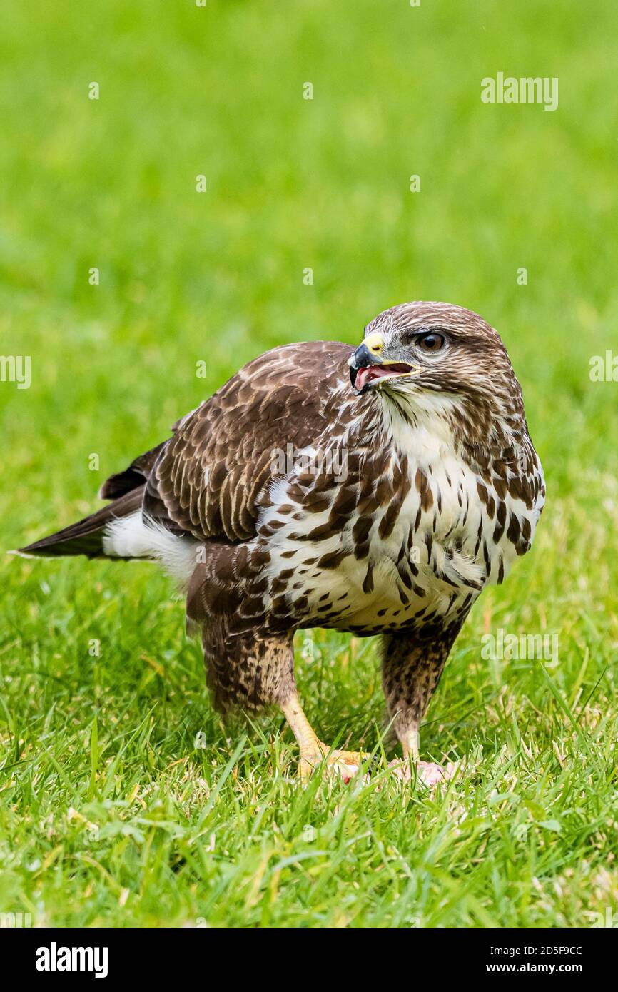 Common buzzard foraging on the ground in autumn in mid Wales Stock ...