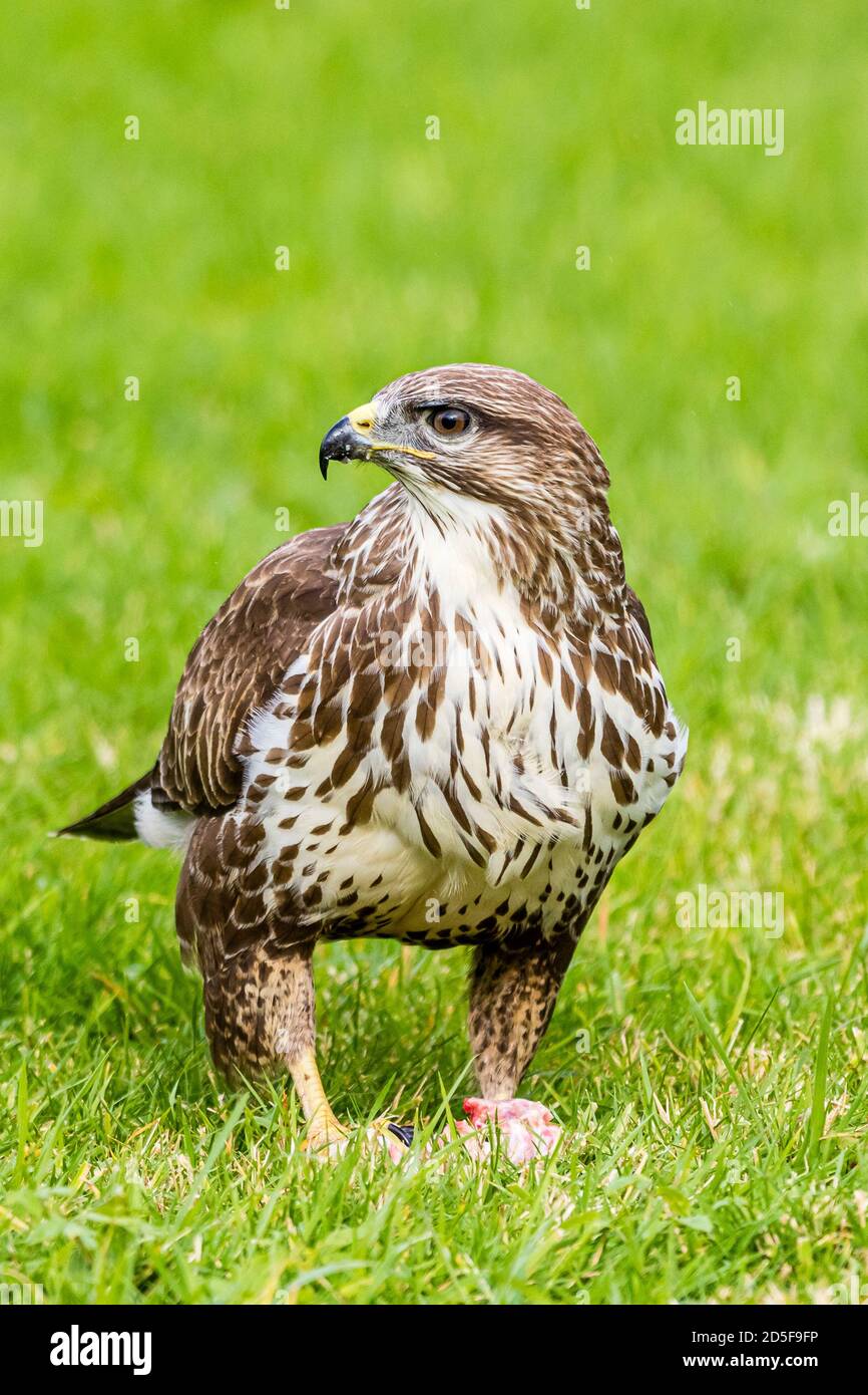 Common buzzard foraging on the ground in autumn in mid Wales Stock ...
