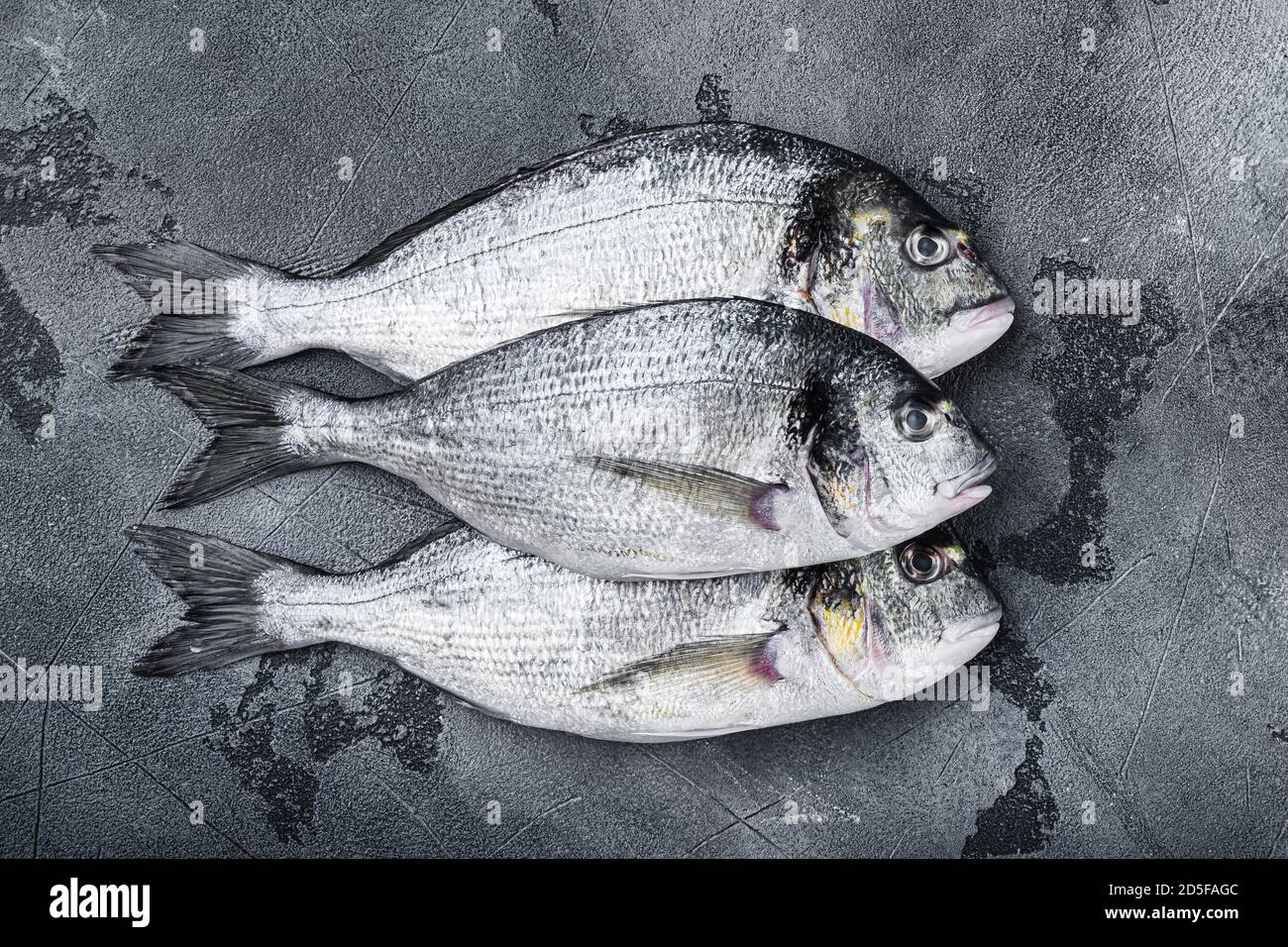 Raw three sea bream or Gilt head bream dorada fish on grey textured ...