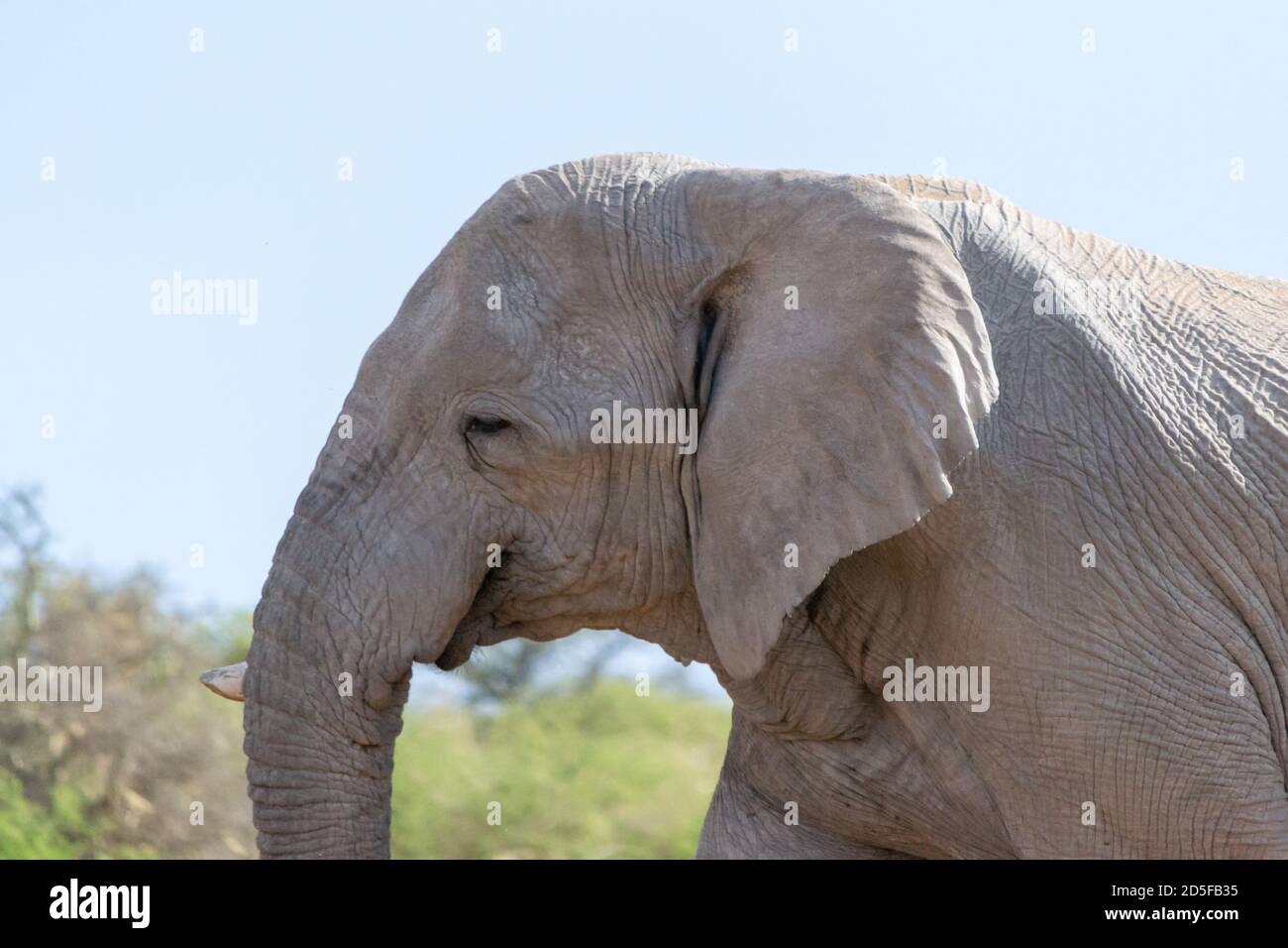 Elephant body side view hi-res stock photography and images - Alamy