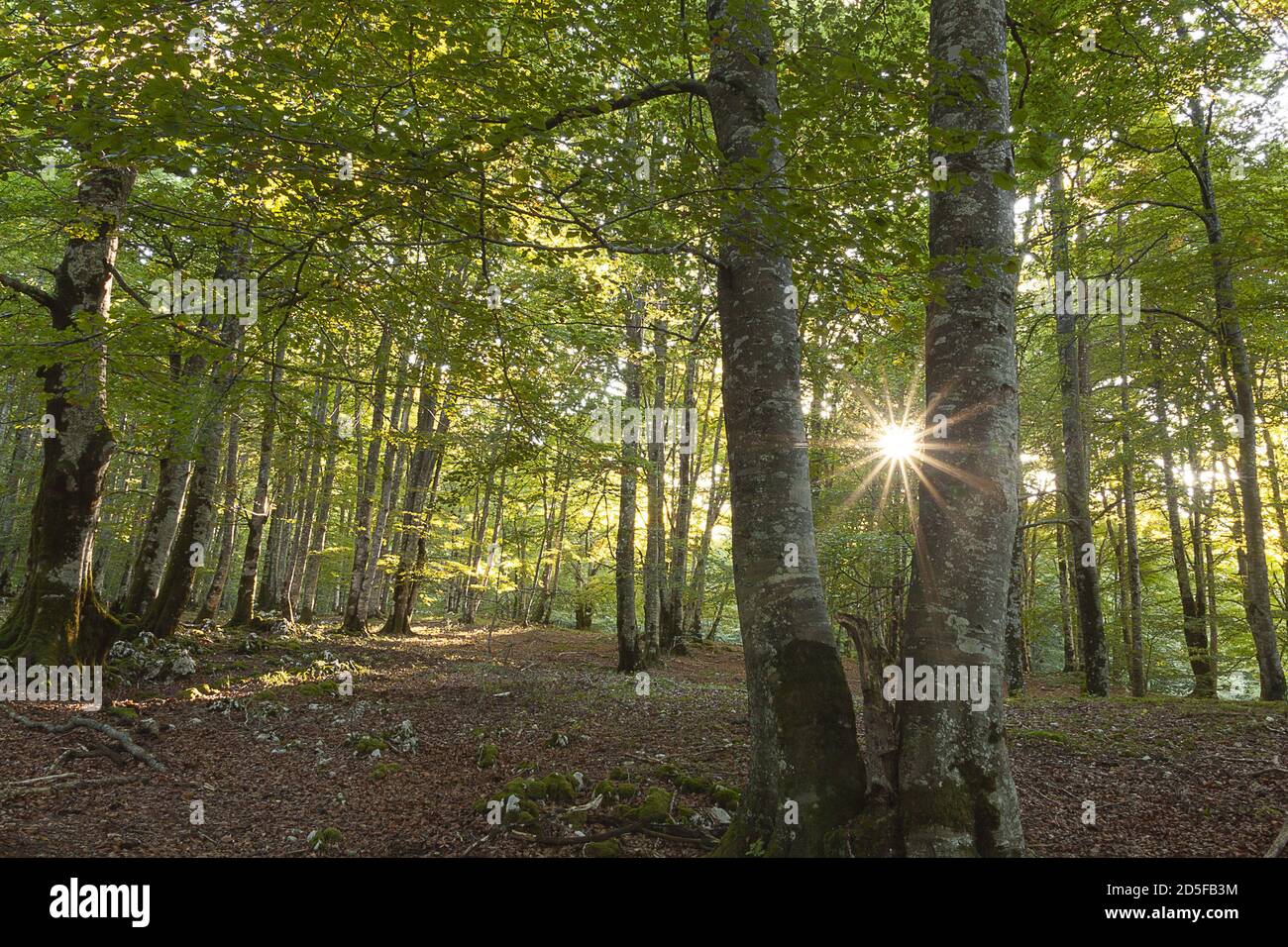 Morning sun at forest with the first colors of autumn Stock Photo - Alamy