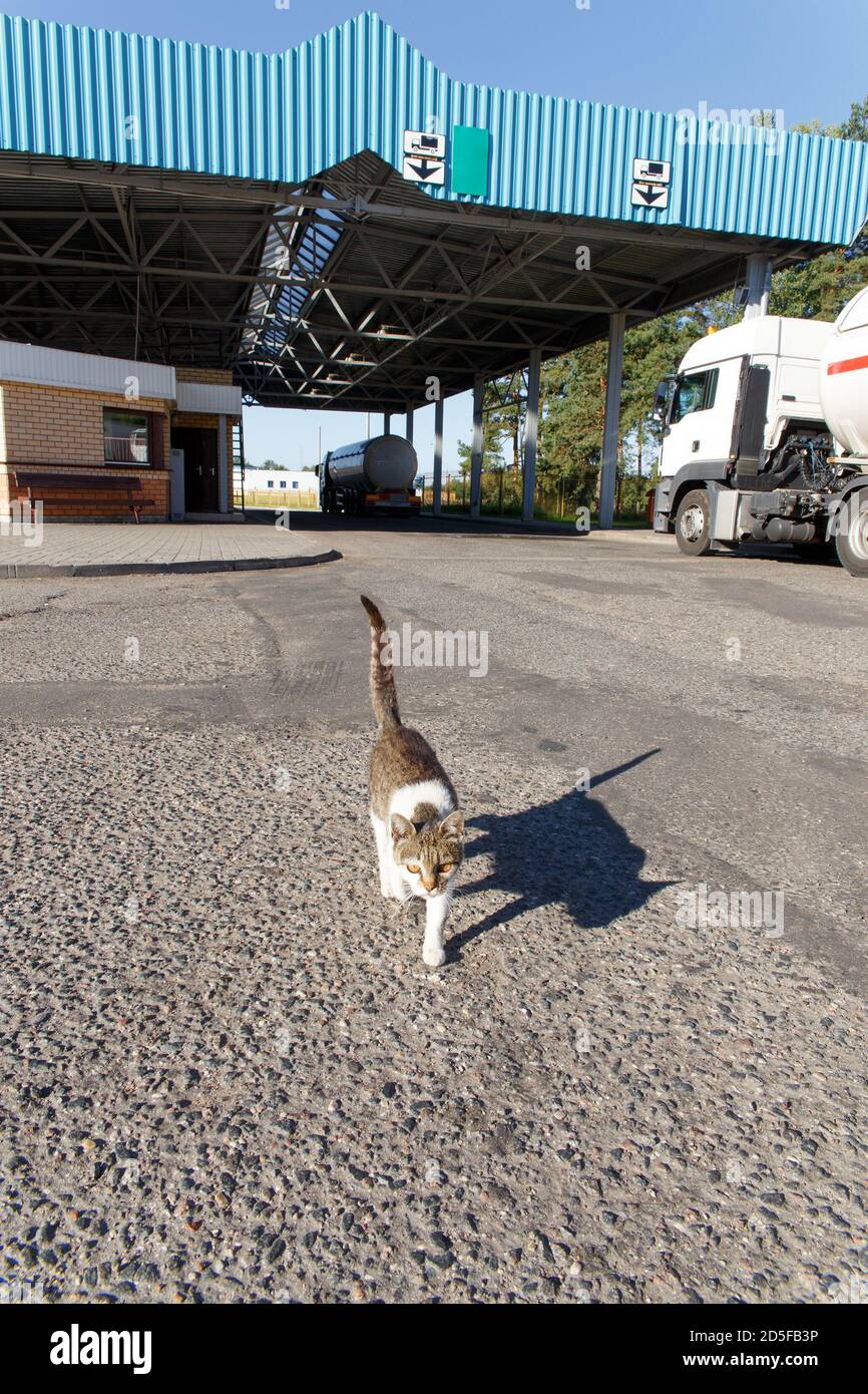 Homeless cat crosses the state border in automobile checkpoint Place of ...