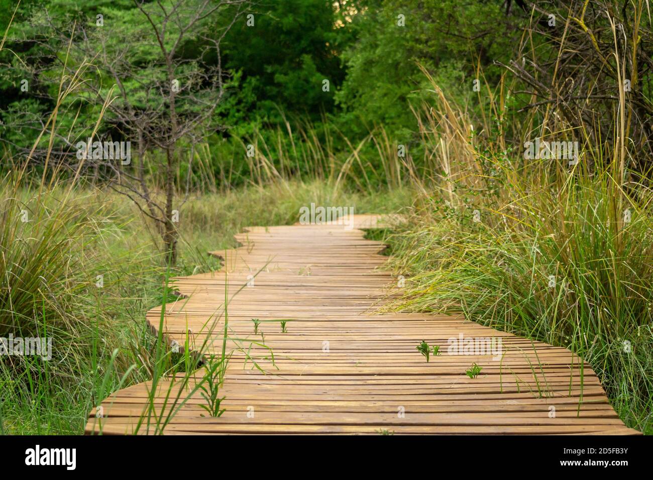 Elevated walkway through forest hi-res stock photography and images - Alamy