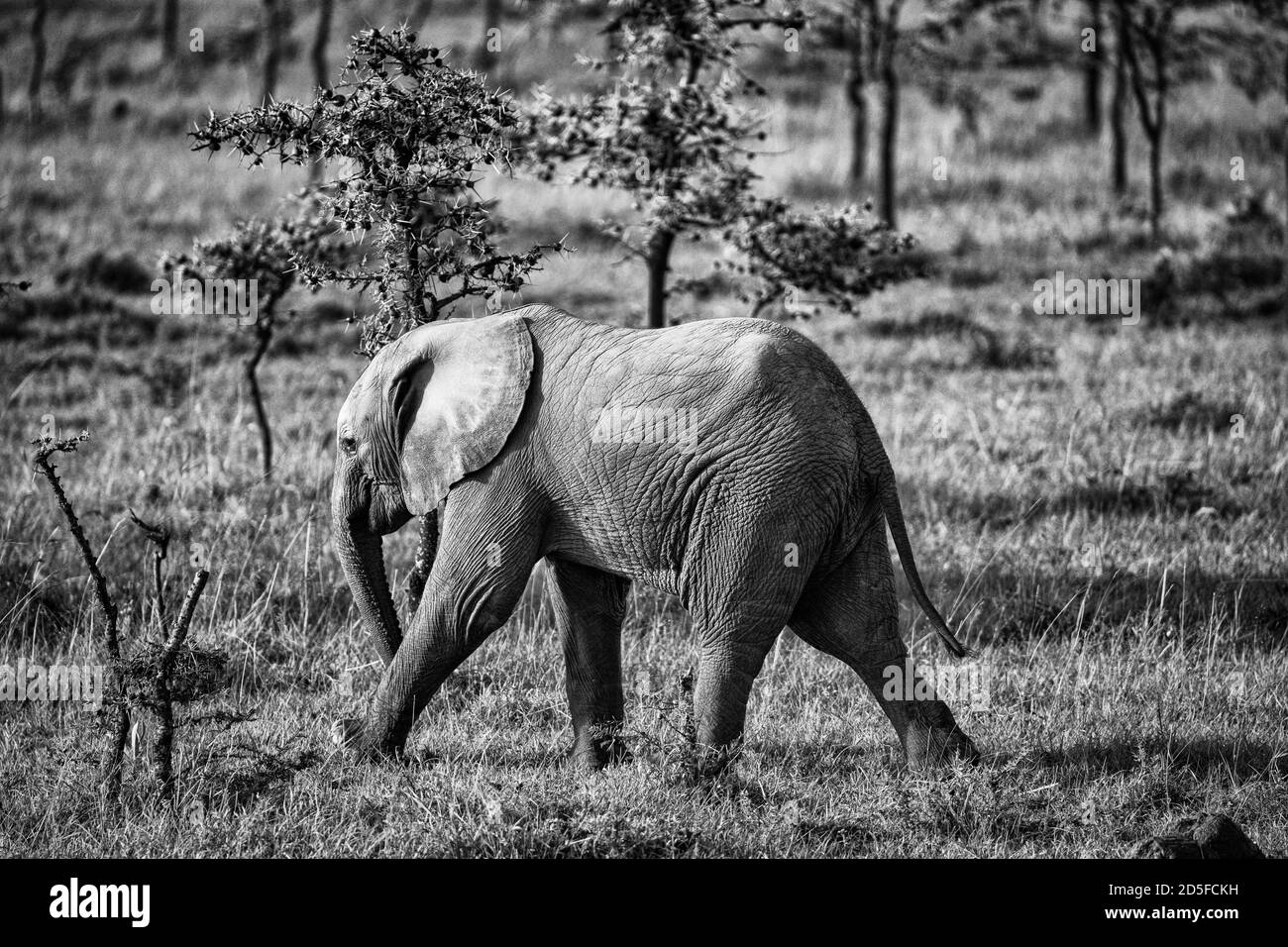 monotone phone of a baby elephant walking, in the Masai Mara, kenya ...