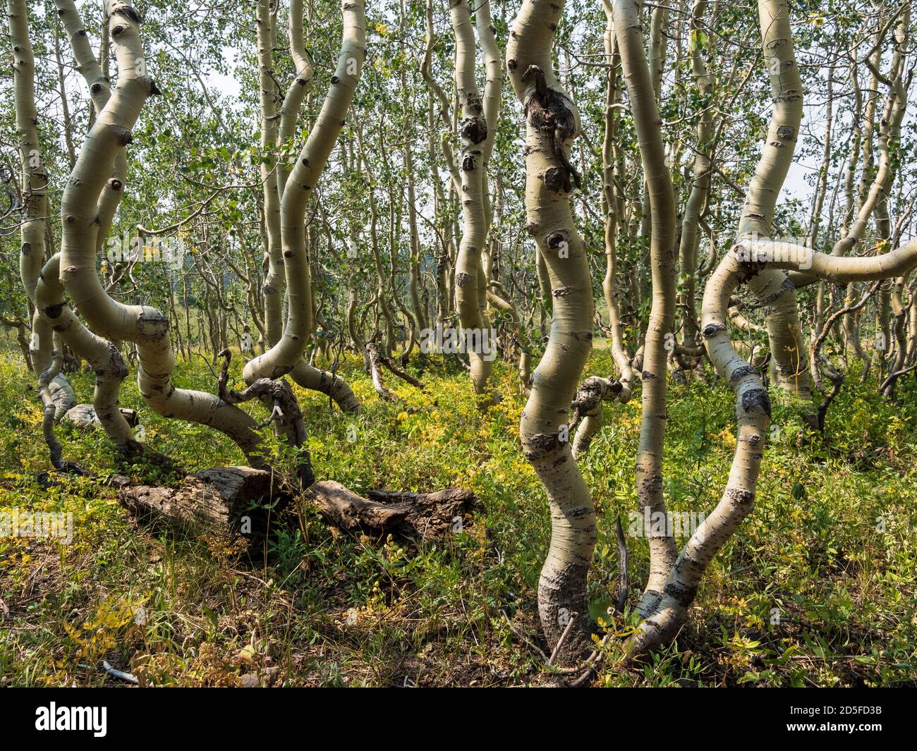 Contorted tree trunks hi-res stock photography and images - Alamy