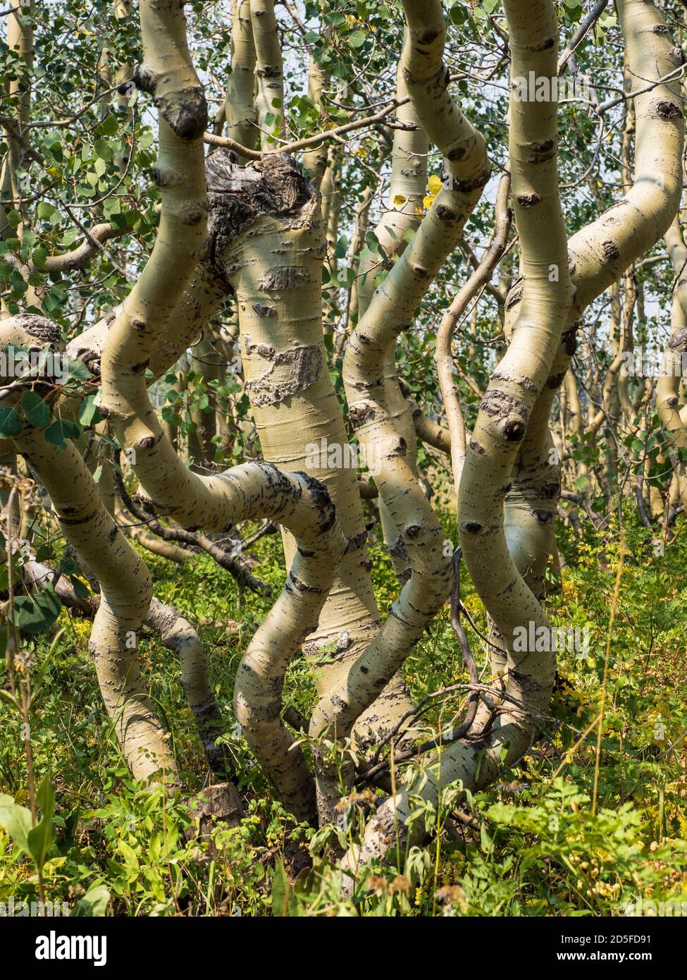 Twisted aspen trunks near Crane Lake, Grand Mesa, Colorado Stock Photo ...