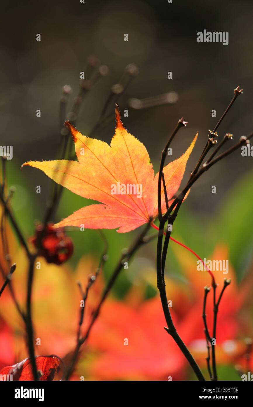 Fall in england hi-res stock photography and images - Alamy