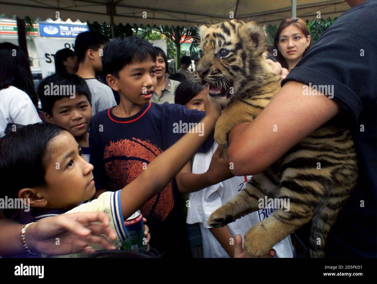 Tiger lovers hi-res stock photography and images - Alamy