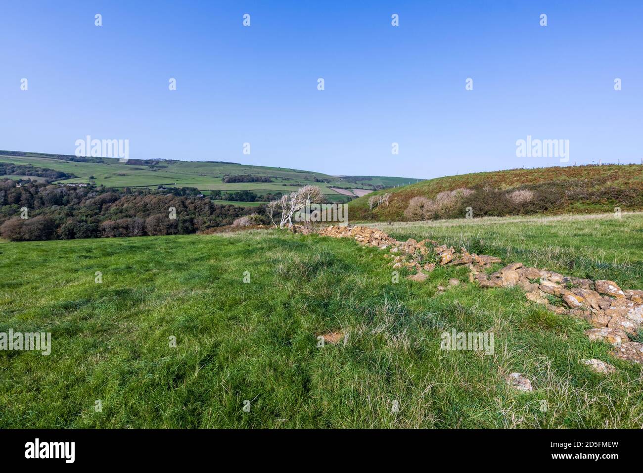 Windswept dead trees shaped by the prevailing wind in a field on South ...