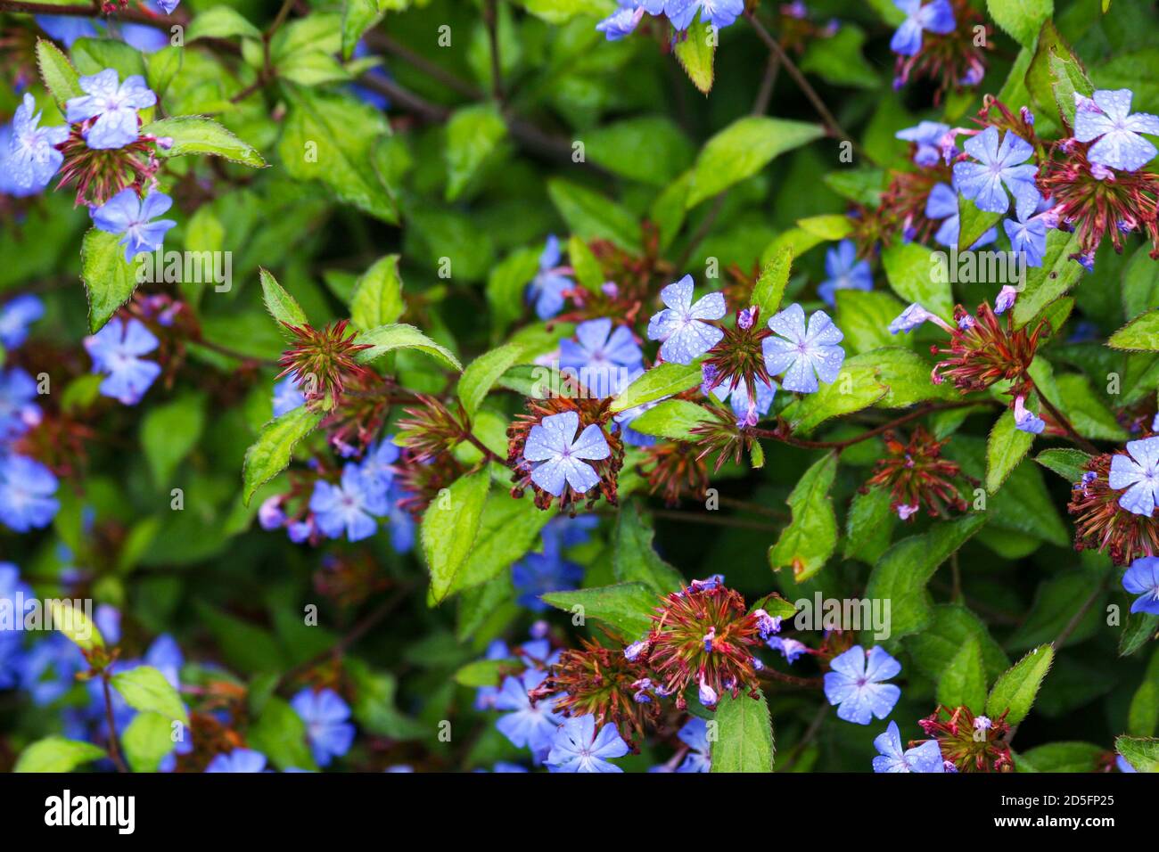 Periwinkle blue flowering shrub (Vinca), selective focus on raindrops ...