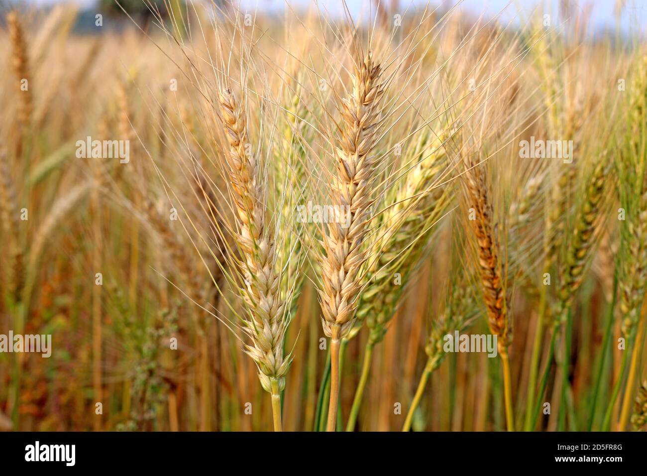 Full of wheat hi-res stock photography and images - Alamy