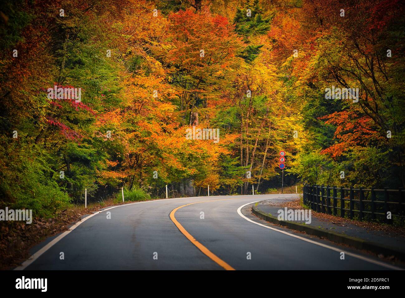 Autumnal road between trees hi-res stock photography and images - Alamy