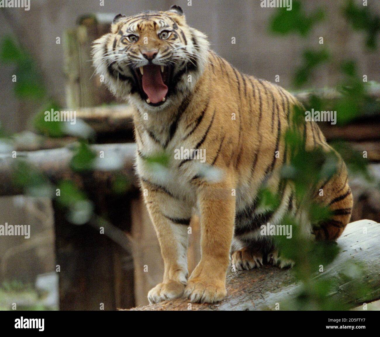 Tiger Numbers High Resolution Stock Photography and Images - Alamy