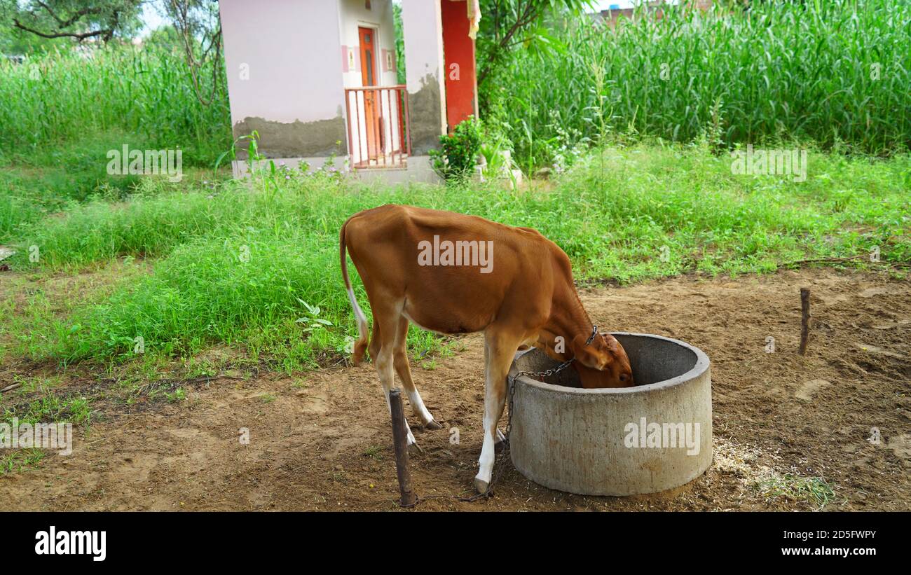 Domestic cow calf eating hay and grass Stock Photo - Alamy