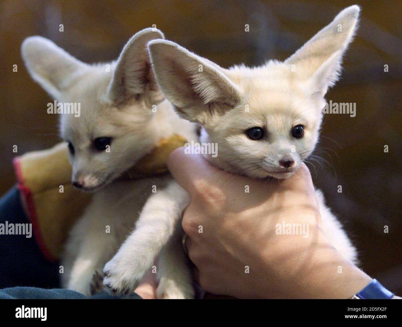 Fennec foxes new hi-res stock photography and images - Alamy