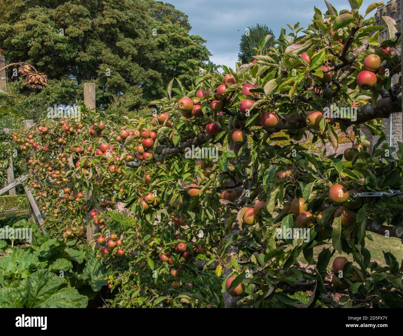 Fan trained espalier hi-res stock photography and images - Alamy