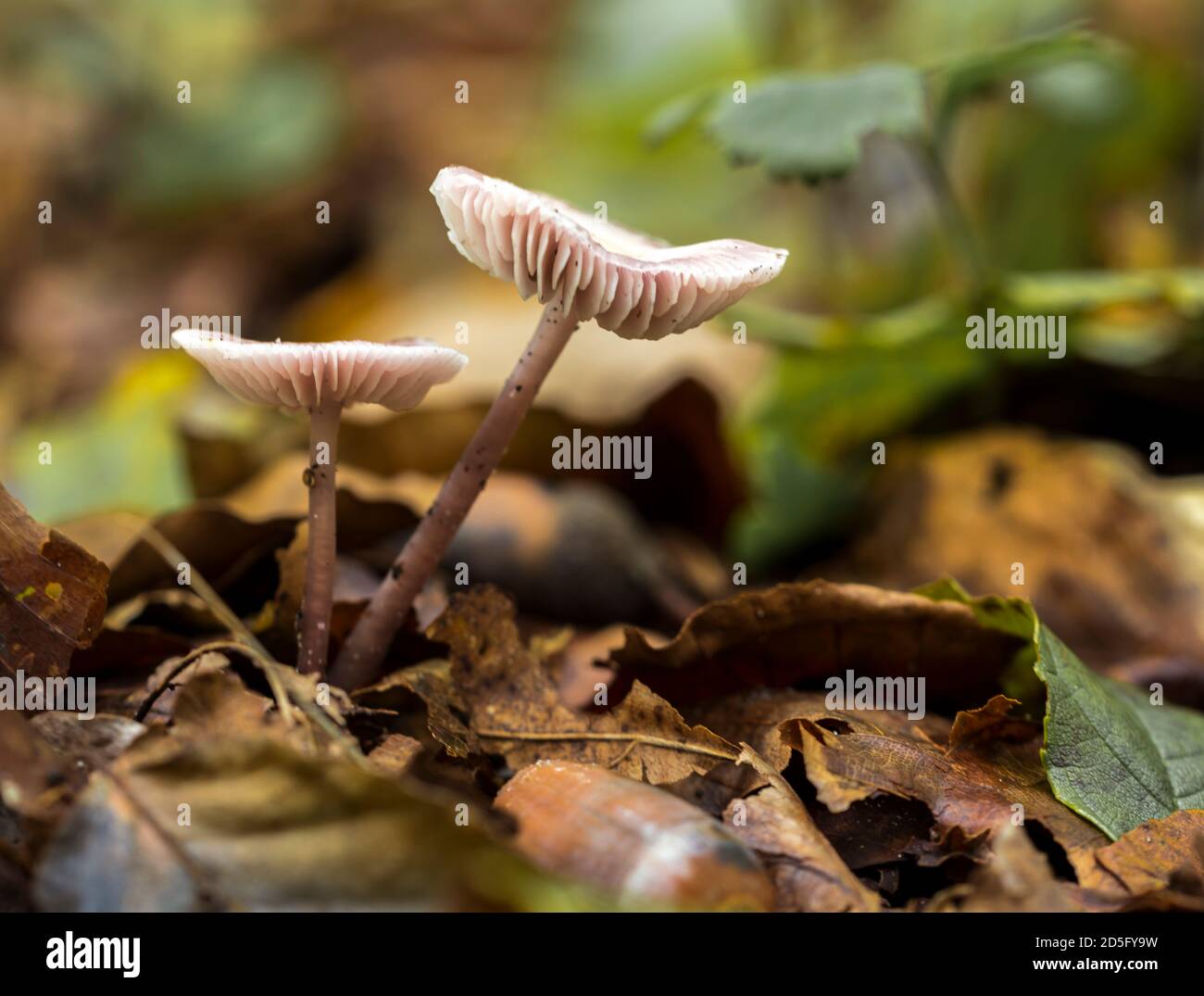 Mushroom cap texture hi-res stock photography and images - Alamy
