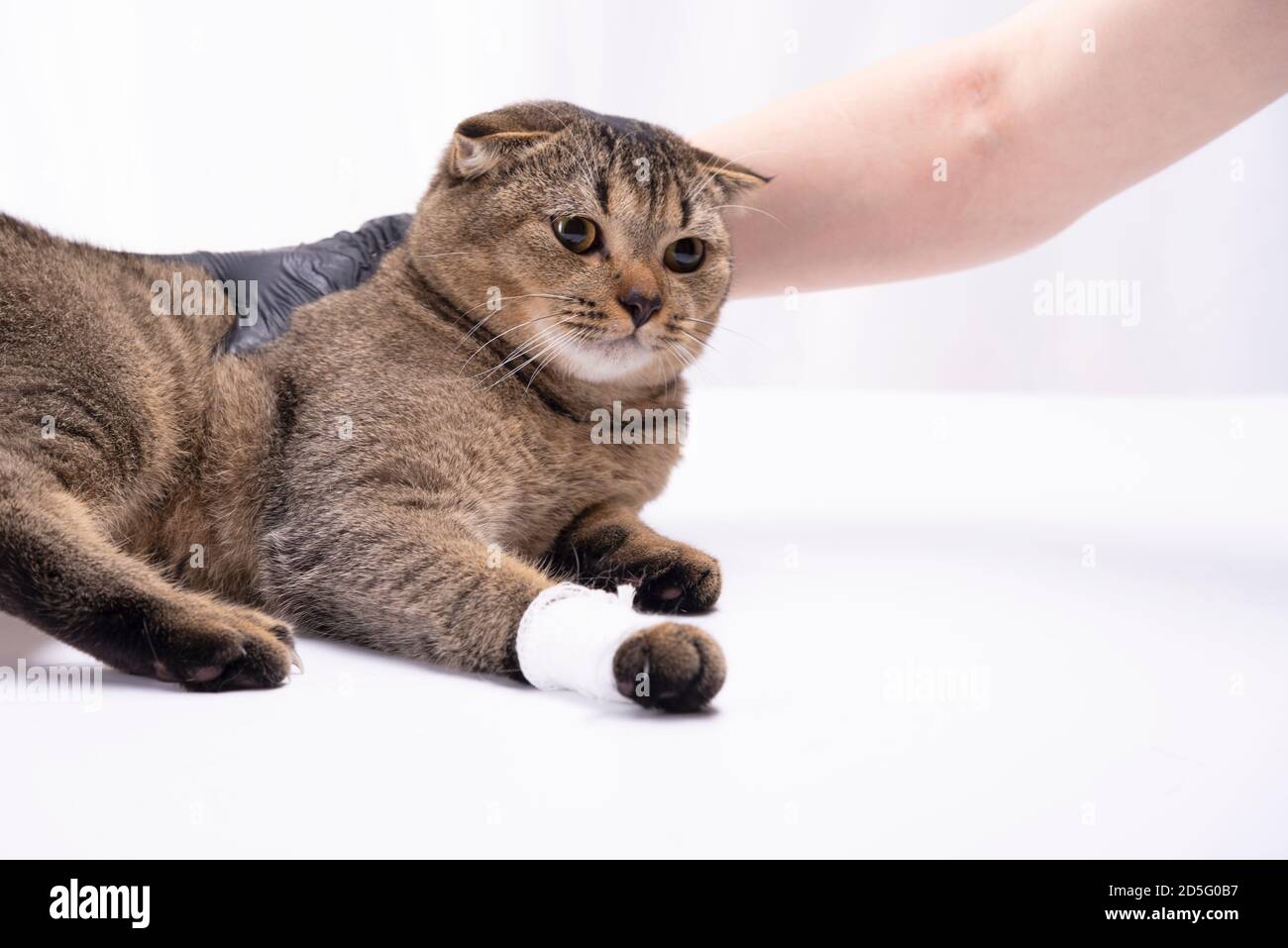 Cat paw bandage hi-res stock photography and images - Alamy