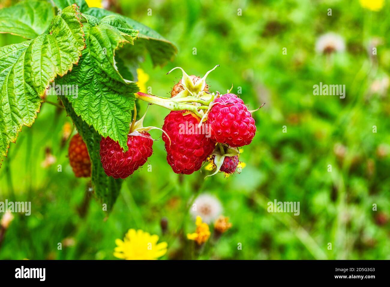 Berries of red ripe sweet raspberries on a branch of a raspberry bush ...