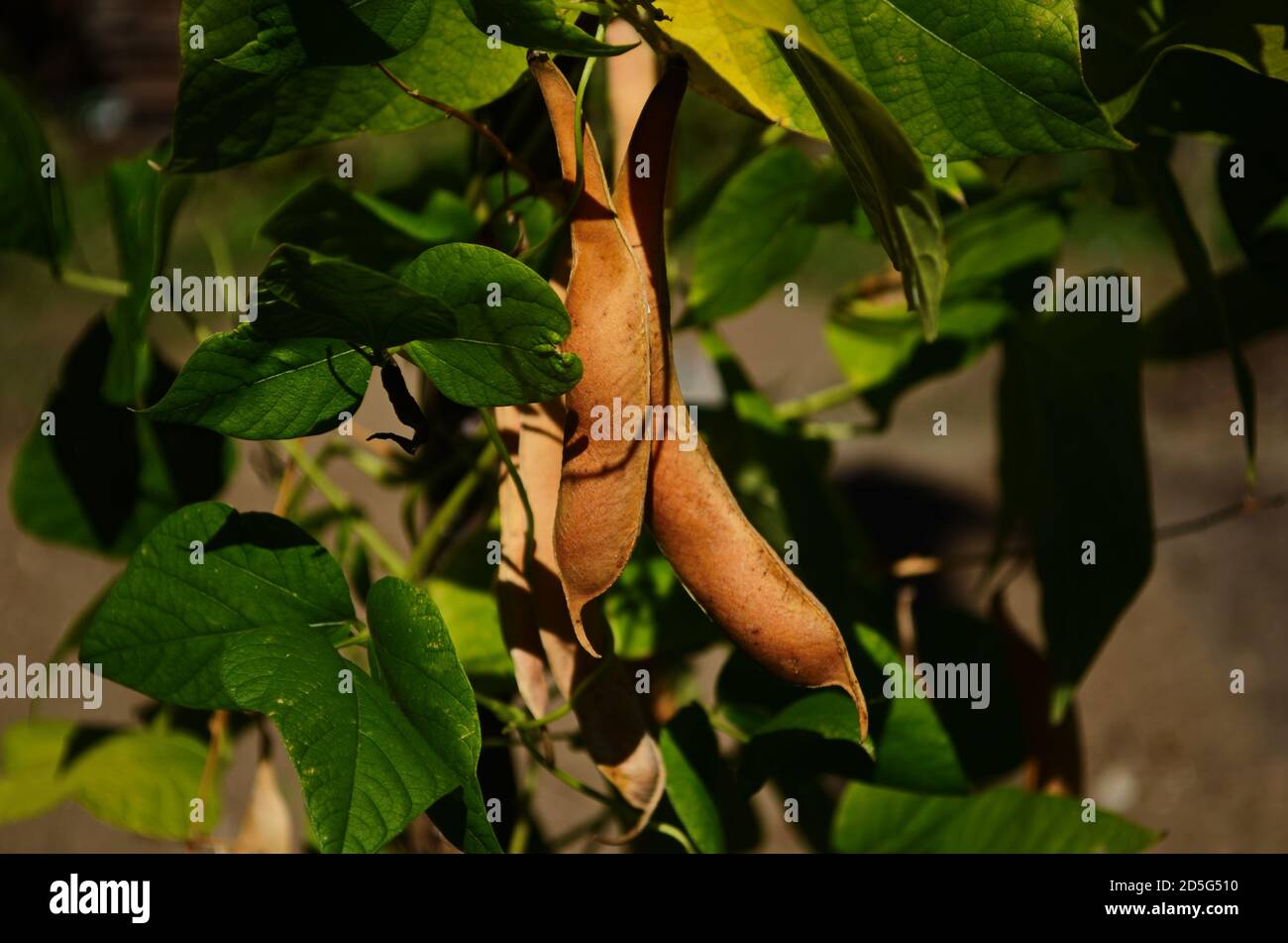 Dried locust bean hi-res stock photography and images - Alamy