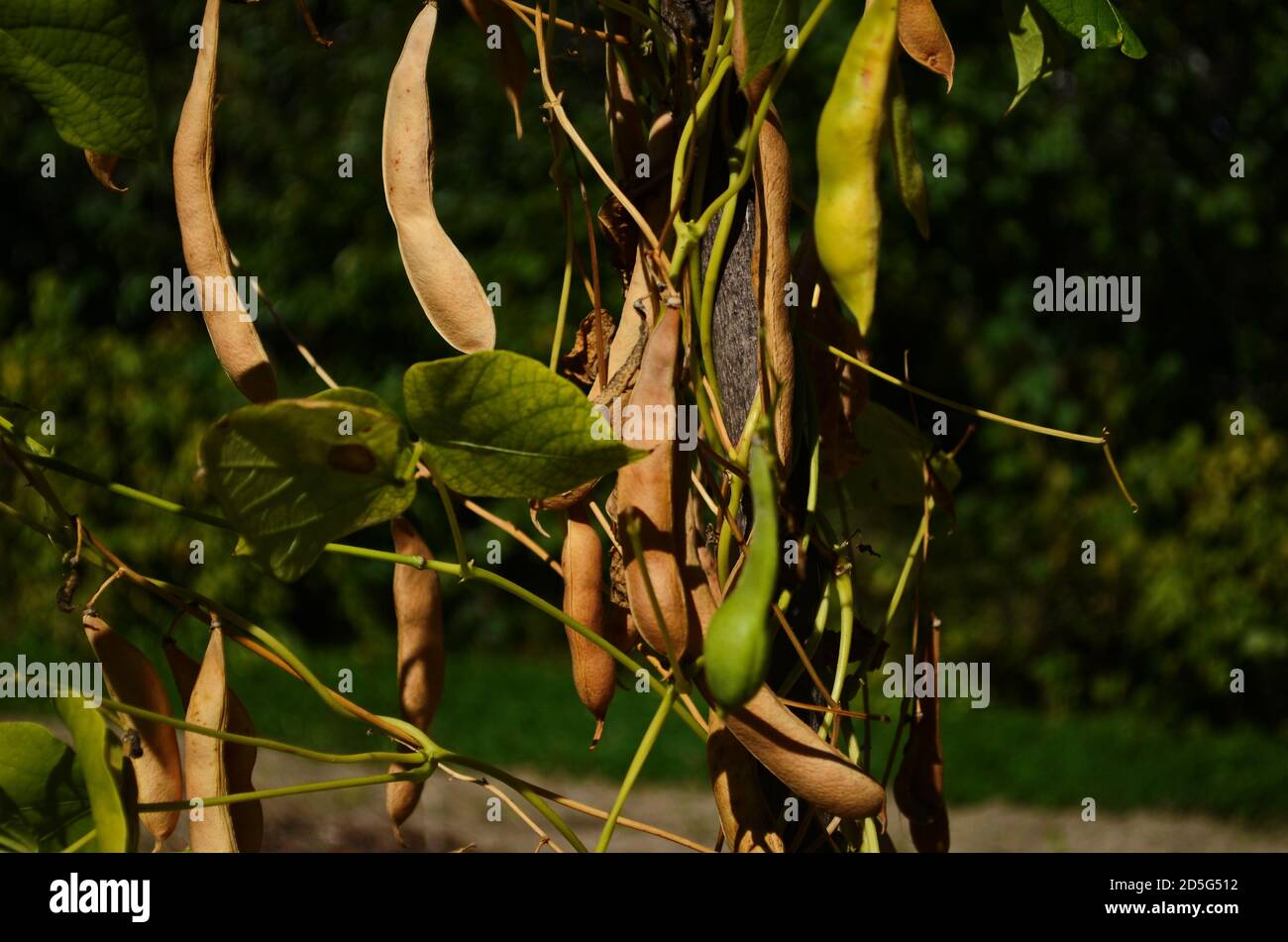 Dried locust bean hi-res stock photography and images - Alamy