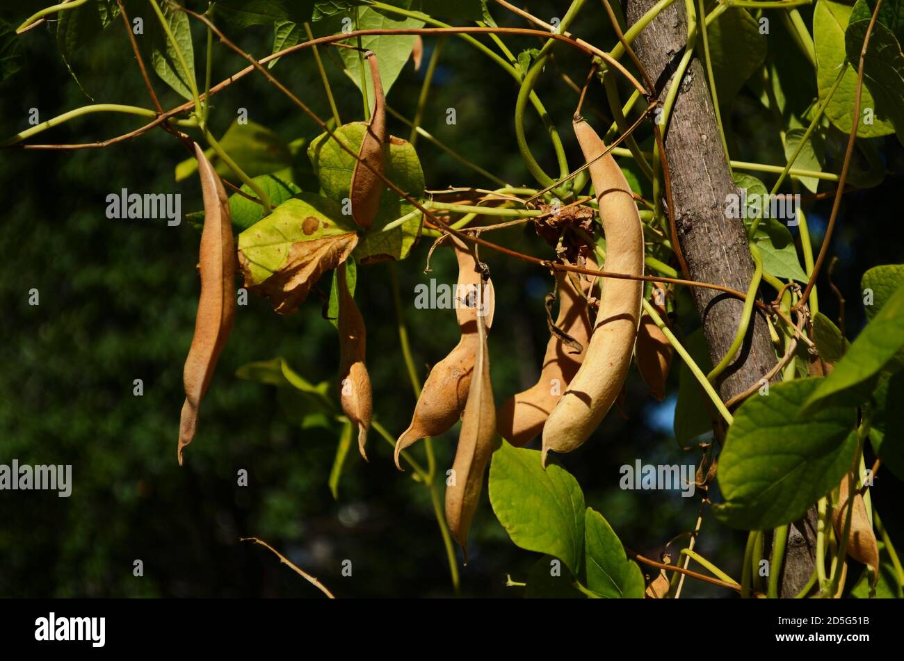 Dried common bean hi-res stock photography and images - Alamy