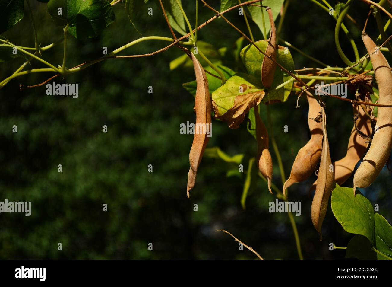 Dried locust bean hi-res stock photography and images - Alamy