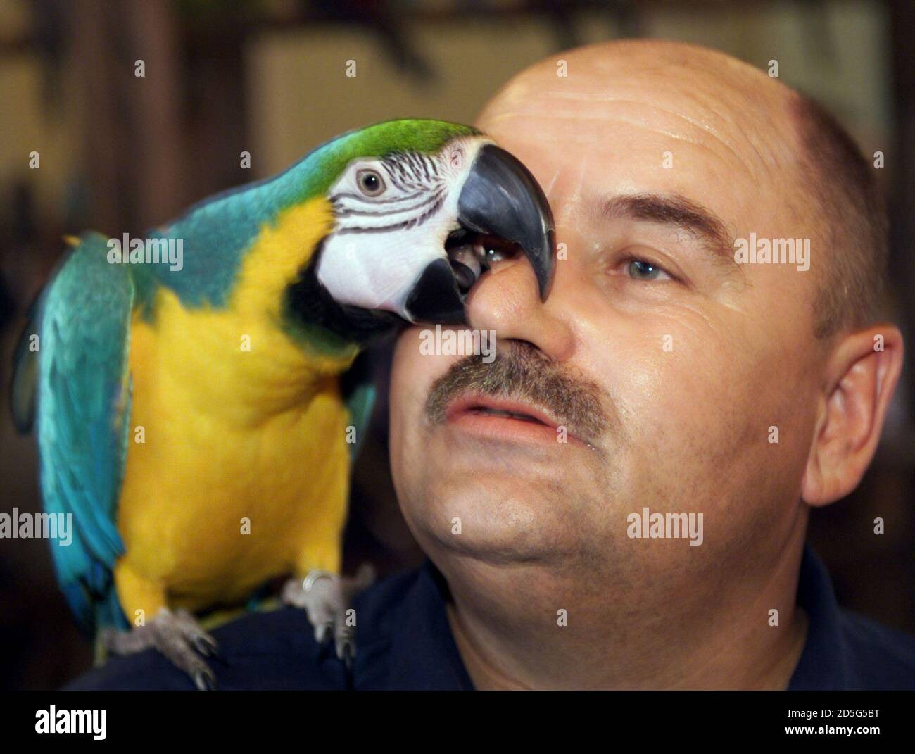 Parrot nose hi-res stock photography and images - Alamy