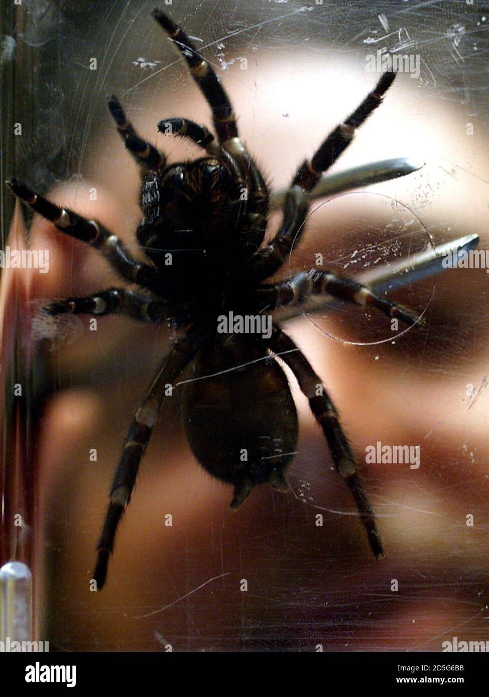 Australian funnel web spider hi-res stock photography and images - Alamy