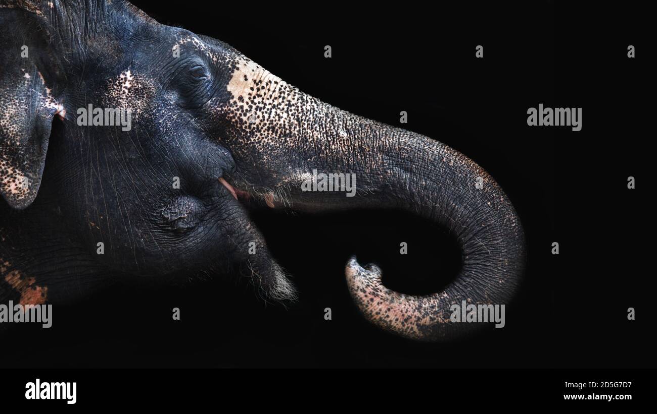 close up head of elephant in black isolated in nature animal concept ...