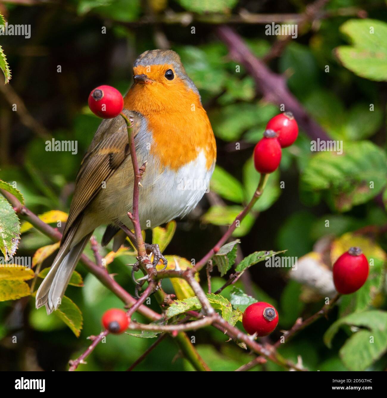 Robin posing hi-res stock photography and images - Alamy