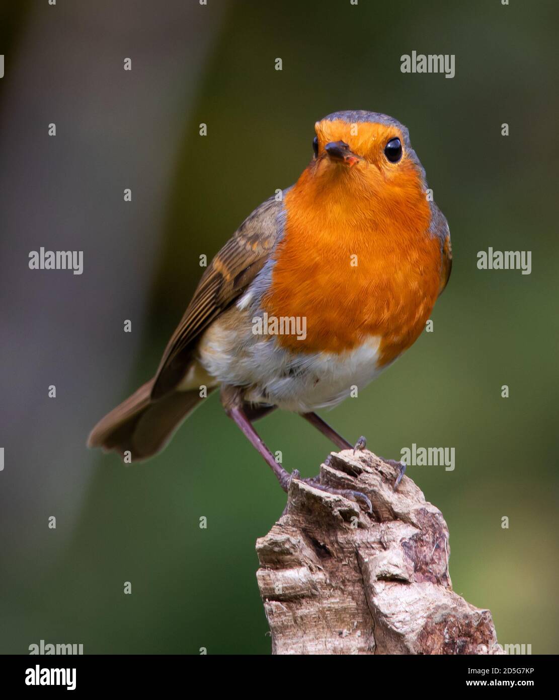 Tame robin hi-res stock photography and images - Alamy