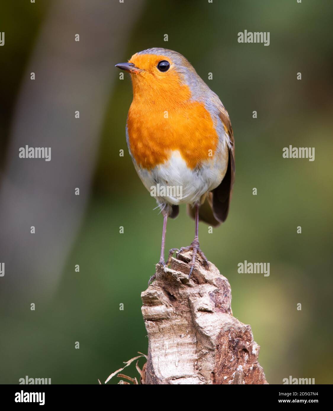 Robin posing hi-res stock photography and images - Alamy