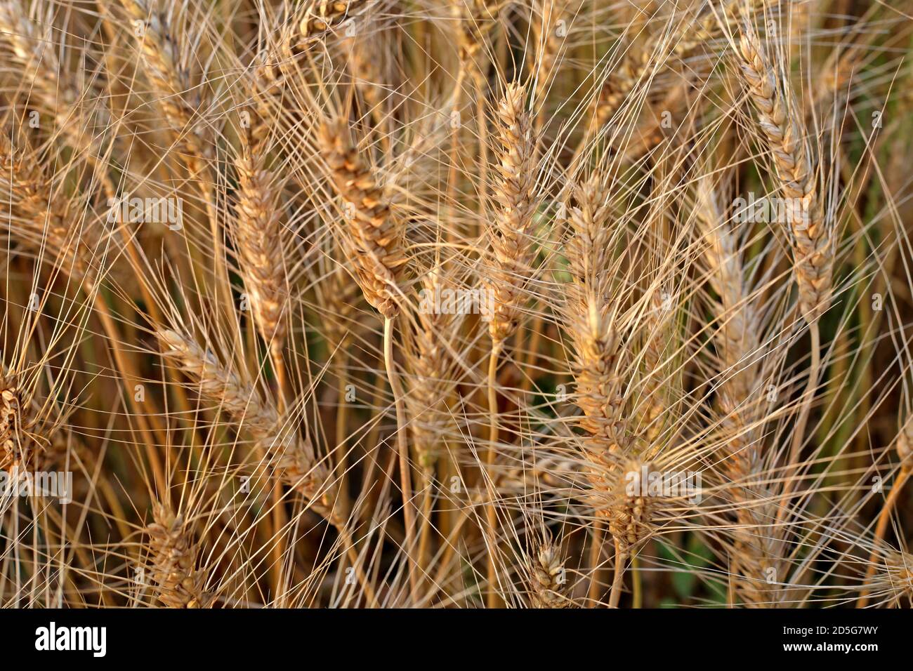 Ripe wheat Field Plantation Stock Photo - Alamy
