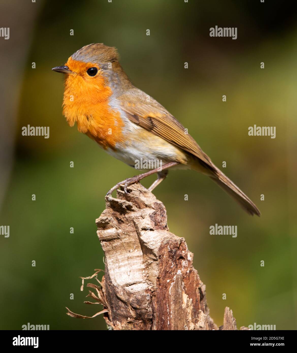 Robin posing hi-res stock photography and images - Alamy
