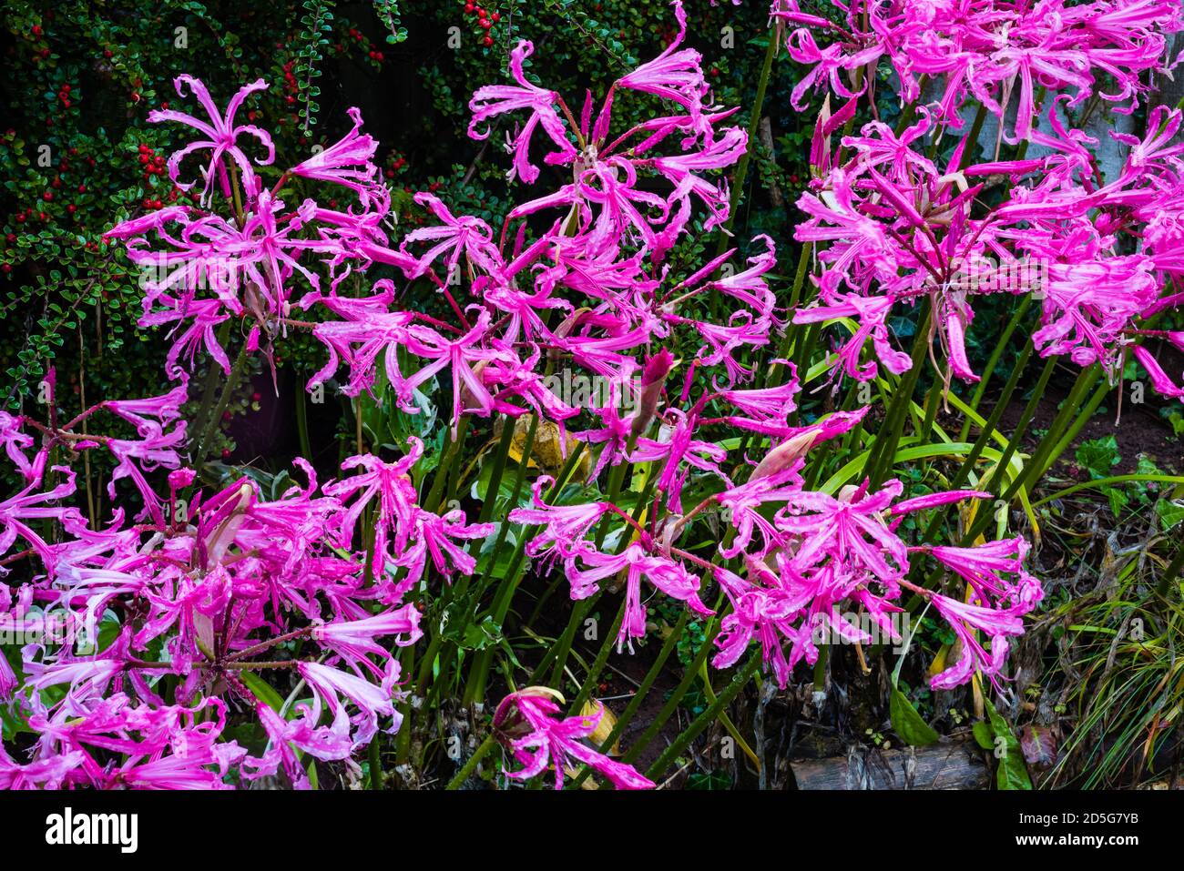 Nerine bowdenii growing in a private garden Stock Photo - Alamy