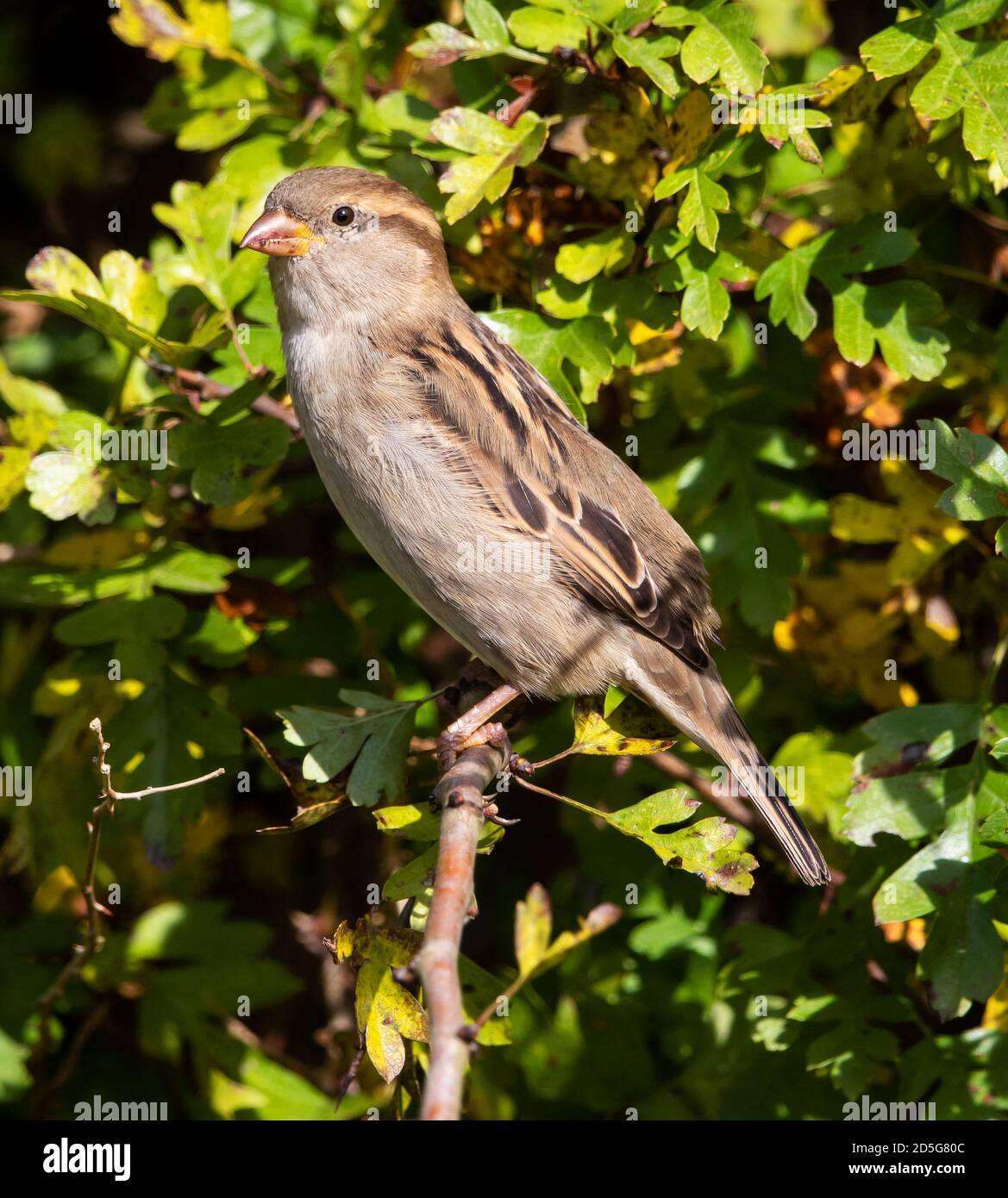 Female House Sparrow in an oak tree Stock Photo - Alamy