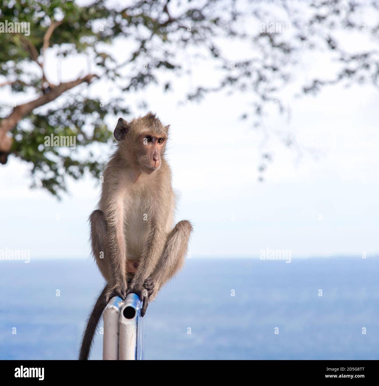 domestic asian monkey shocking action on top of mountain Stock Photo ...