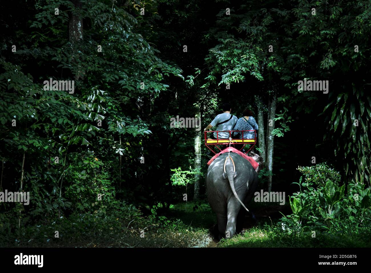 tourism passenger moving to forest with elephant vehicle Stock Photo ...