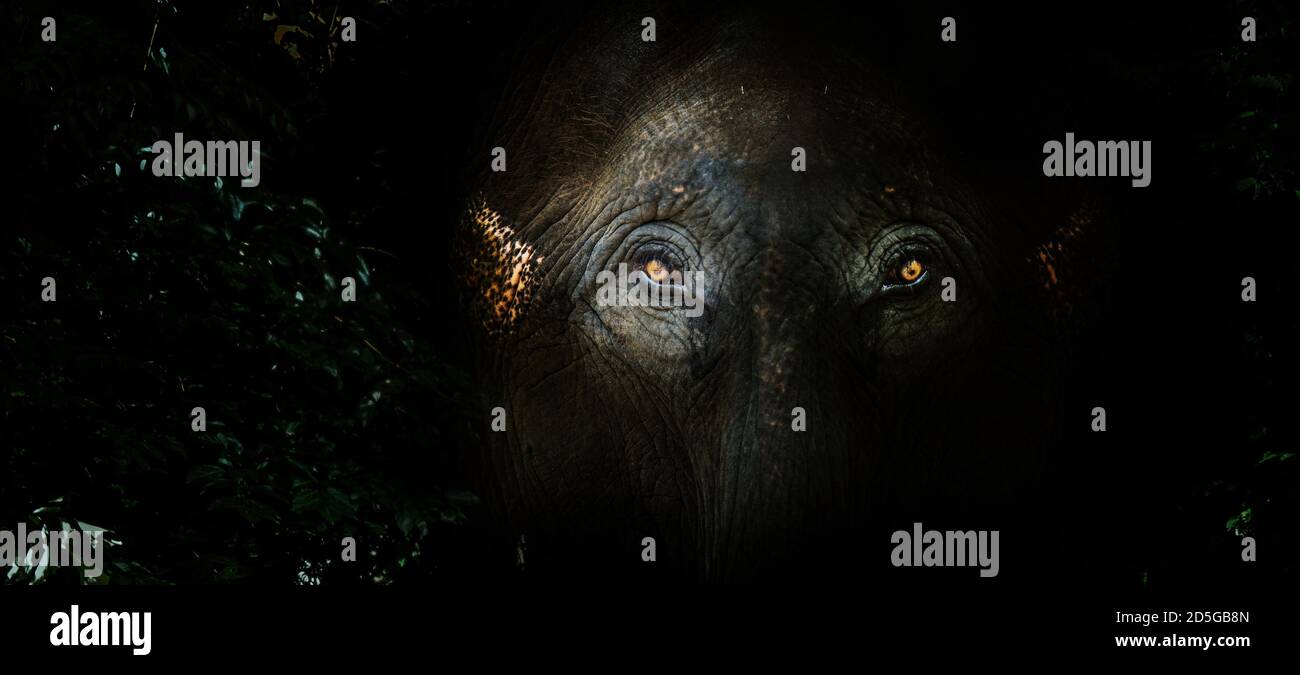 fear eyes of elephant in the jungle. Big mammal wildlife hiding from ...