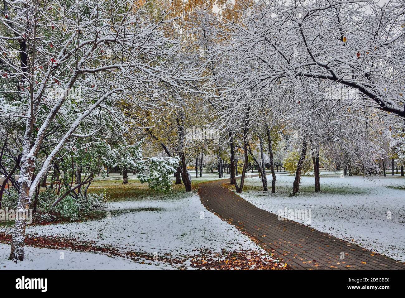 First snowfall in bright colorful city park in autumn. Walkway under ...