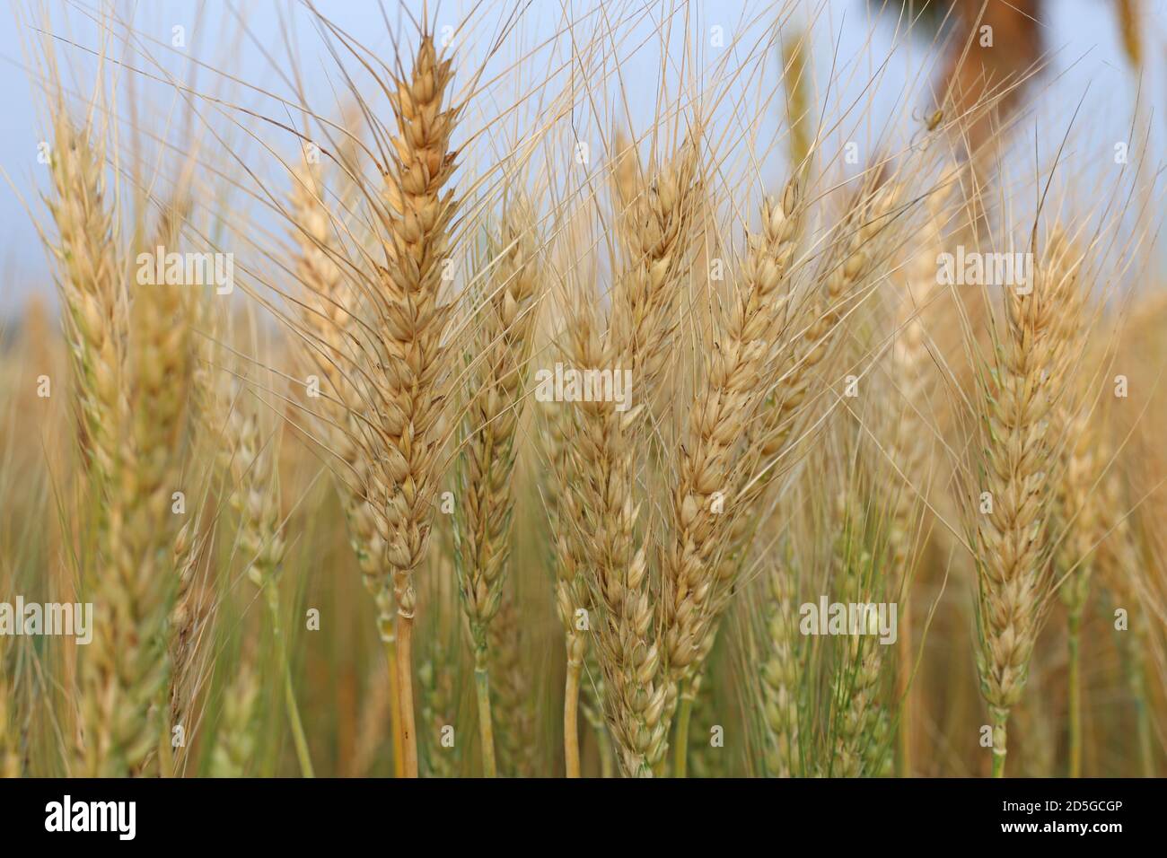 Ripe wheat Field Plantation Stock Photo - Alamy