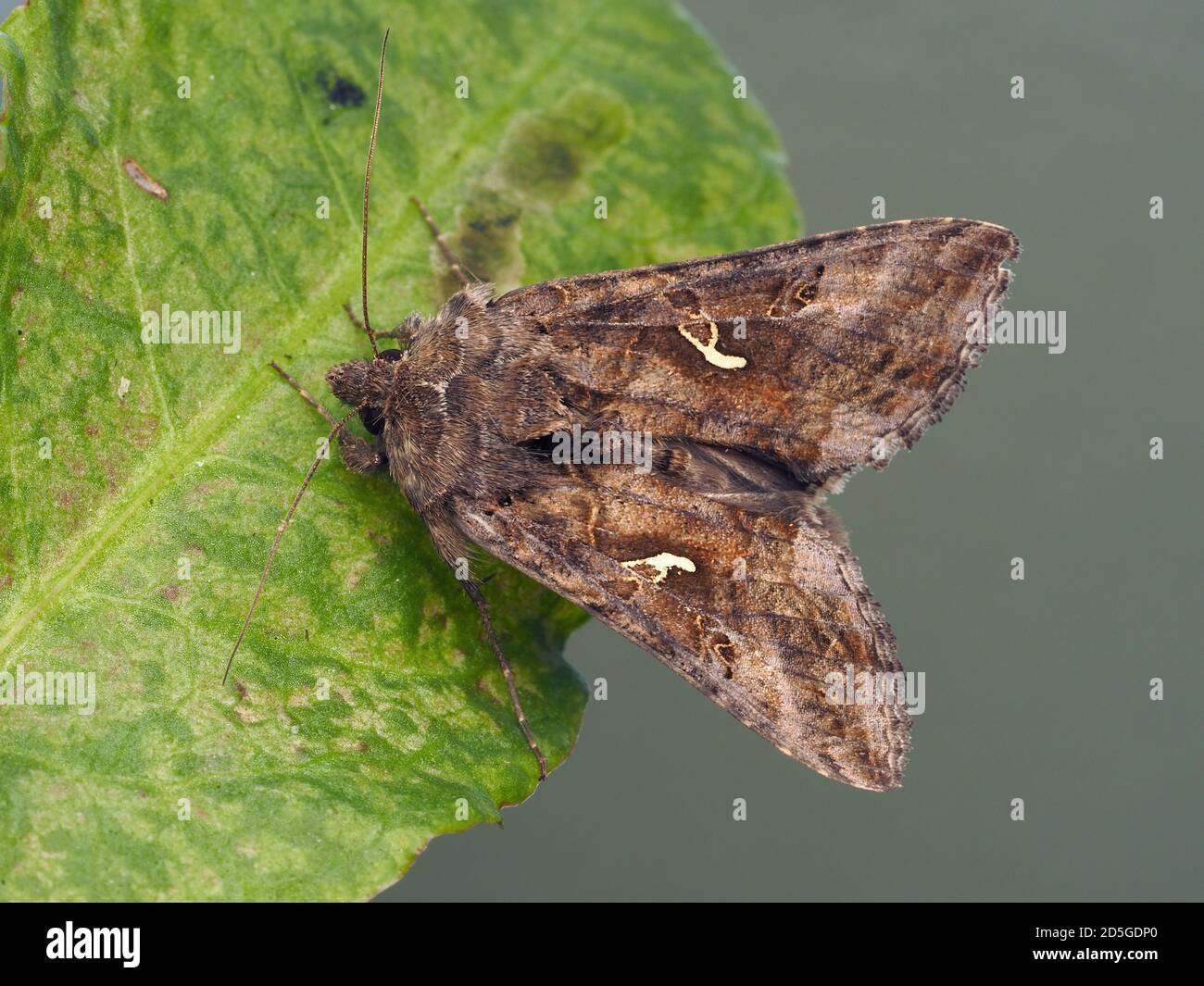 Dorsal view of Silver Y moth (Autographa gamma) perched on plant leaf ...