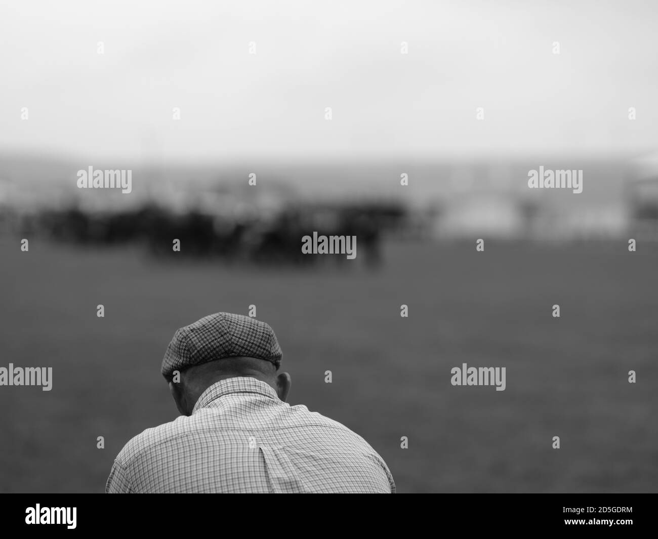 Royal Cornwall Show Wadebridge Cornwall Judging sheep dogs cattle Stock ...