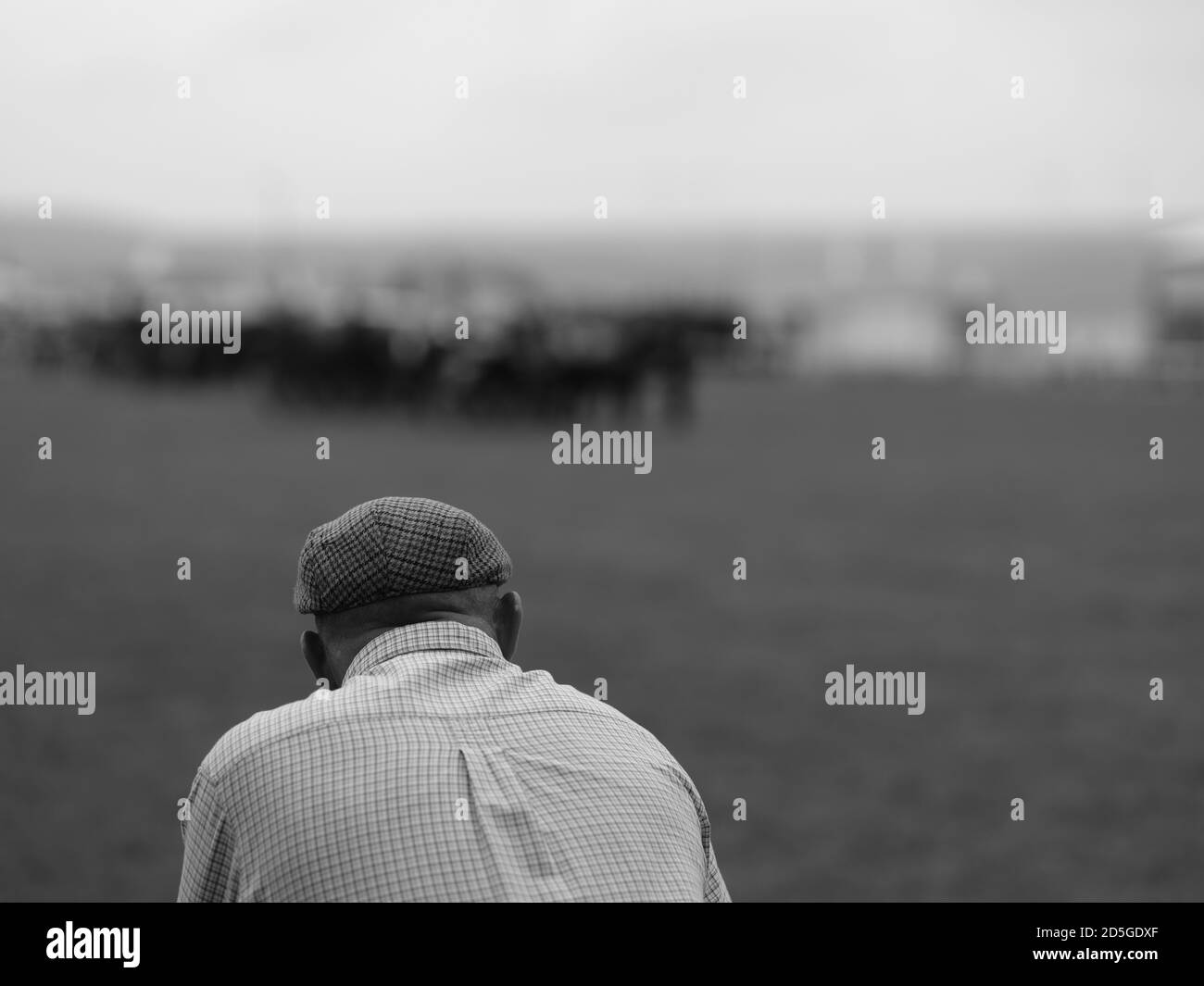 Royal Cornwall Show Wadebridge Cornwall Judging sheep dogs cattle Stock ...