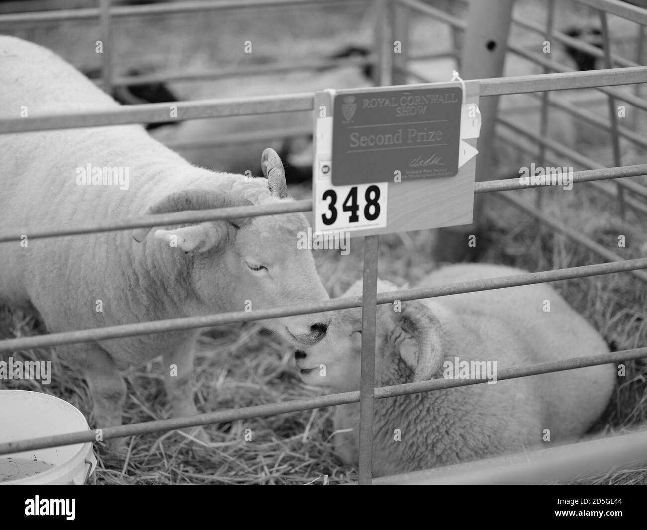 Royal Cornwall Show Wadebridge Cornwall Judging sheep dogs cattle Stock ...