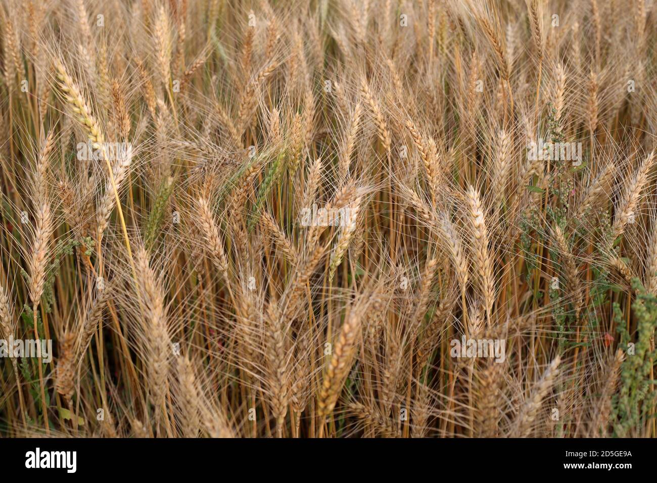 Ripe wheat Field Plantation Stock Photo - Alamy