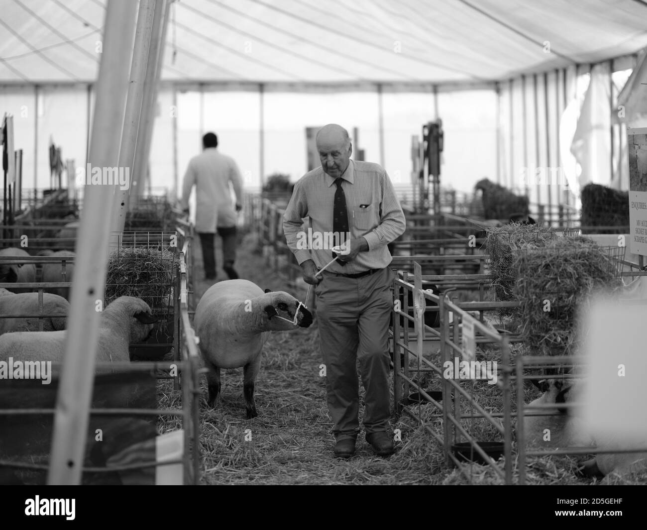 Royal Cornwall Show Wadebridge Cornwall Judging sheep dogs cattle Stock ...