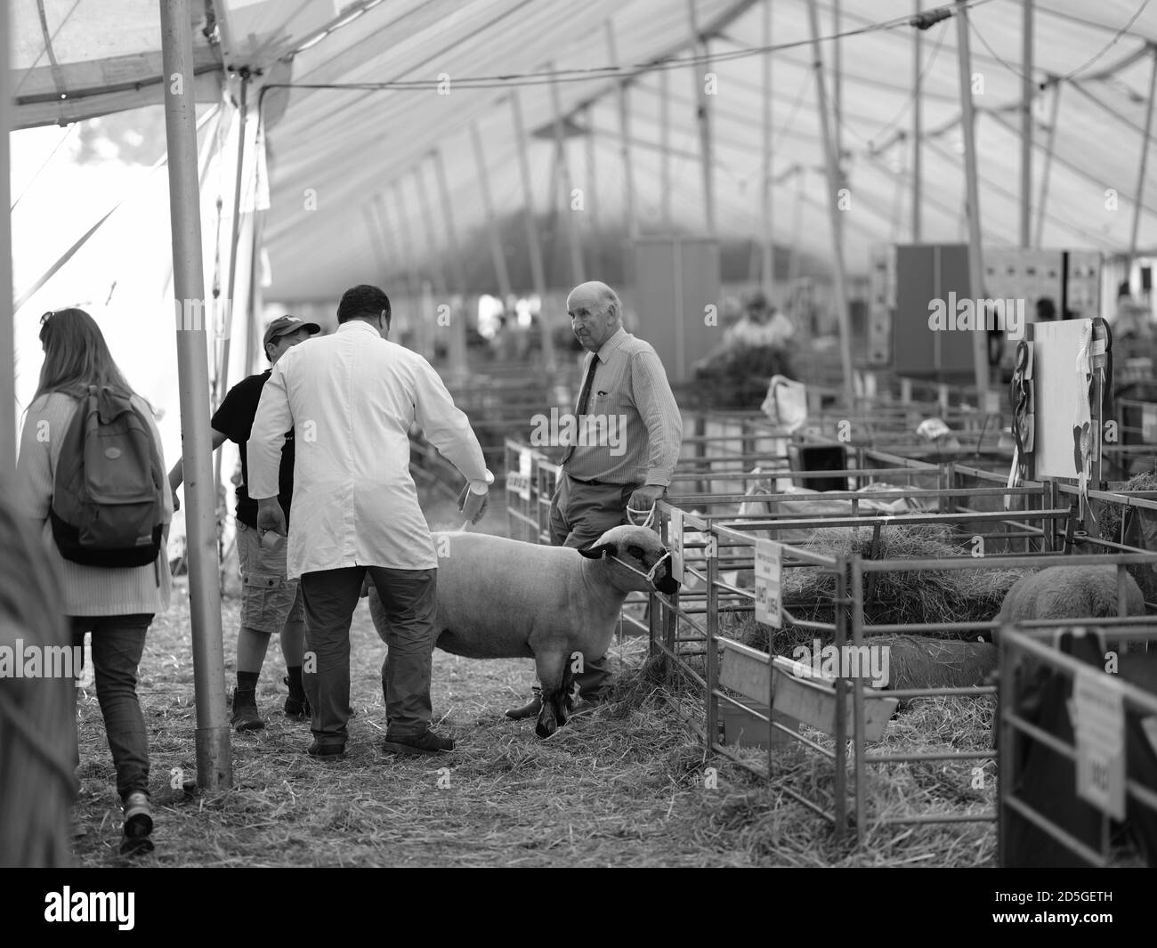 Royal Cornwall Show Wadebridge Cornwall Judging sheep dogs cattle Stock ...